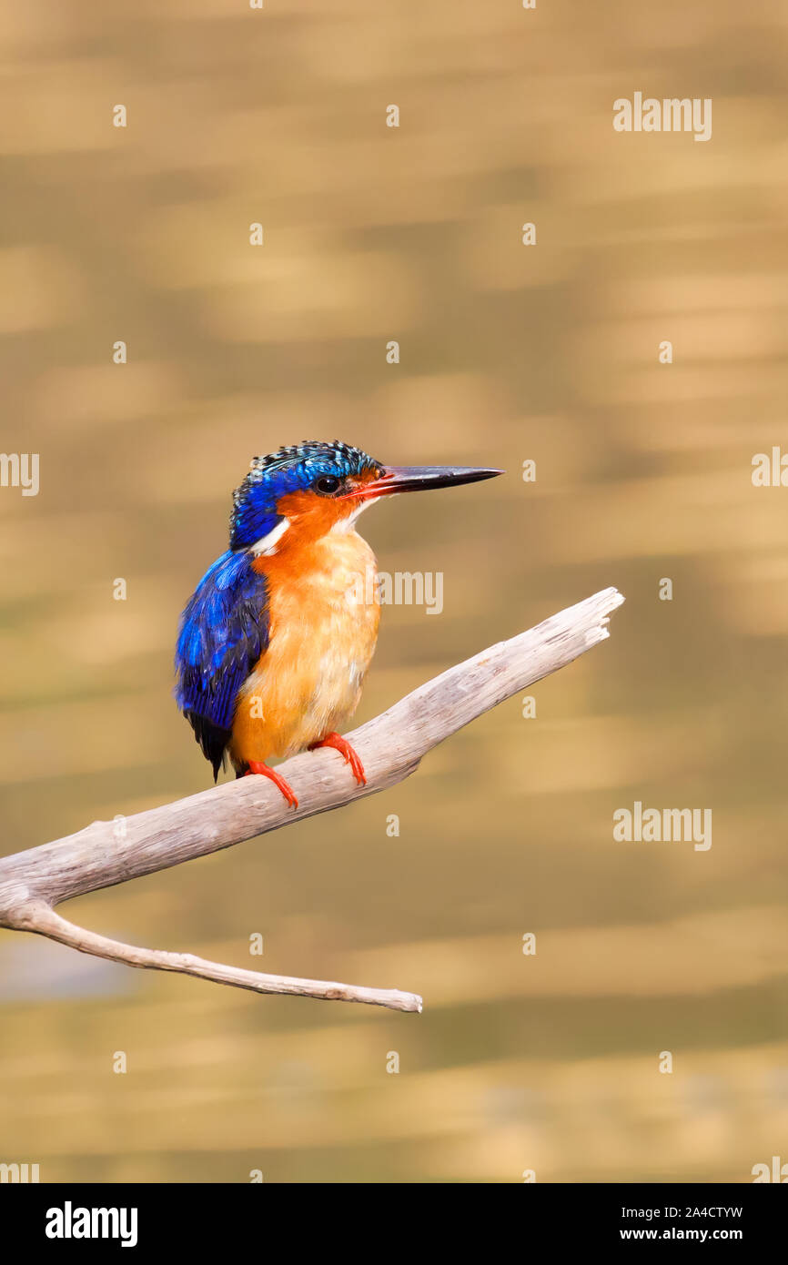 beautiful Madagascar bird kingfisher, Corythornis vintsioides ...