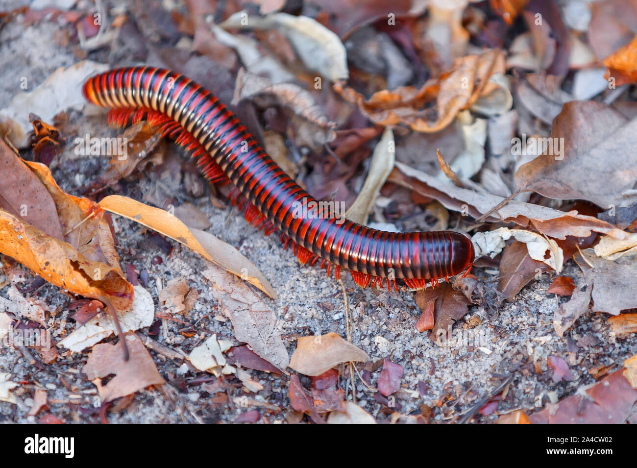 Rainforest millipede. Madagascan Fire Millipede, pres. Aphistogoniulus ...