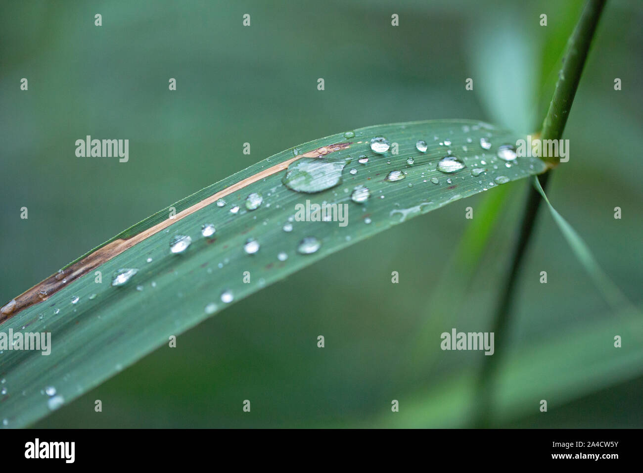 Rain dripping off leaf hi-res stock photography and images - Alamy