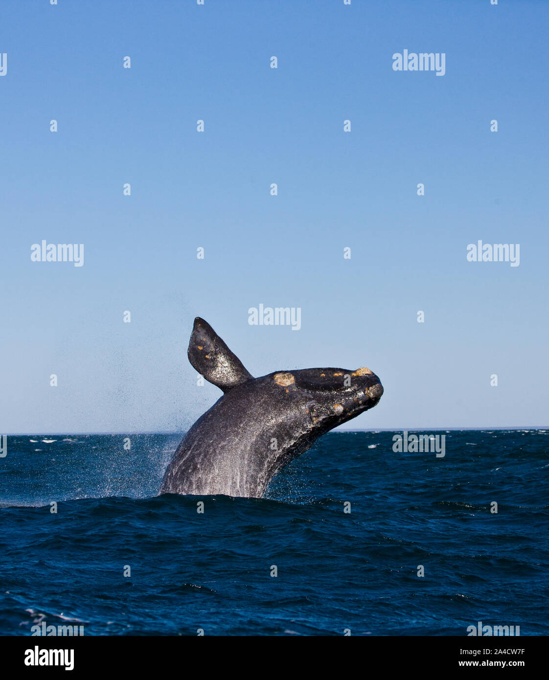 Ballena franca austral (Eubalaena australis). Puerto Deseado. Patagonia ...