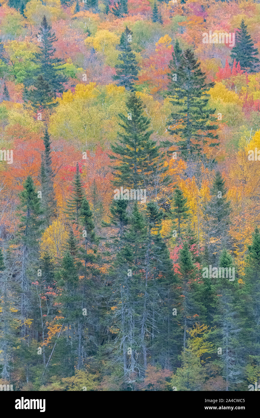 A forest in Canada, during the autumn, beautiful colors of the trees ...