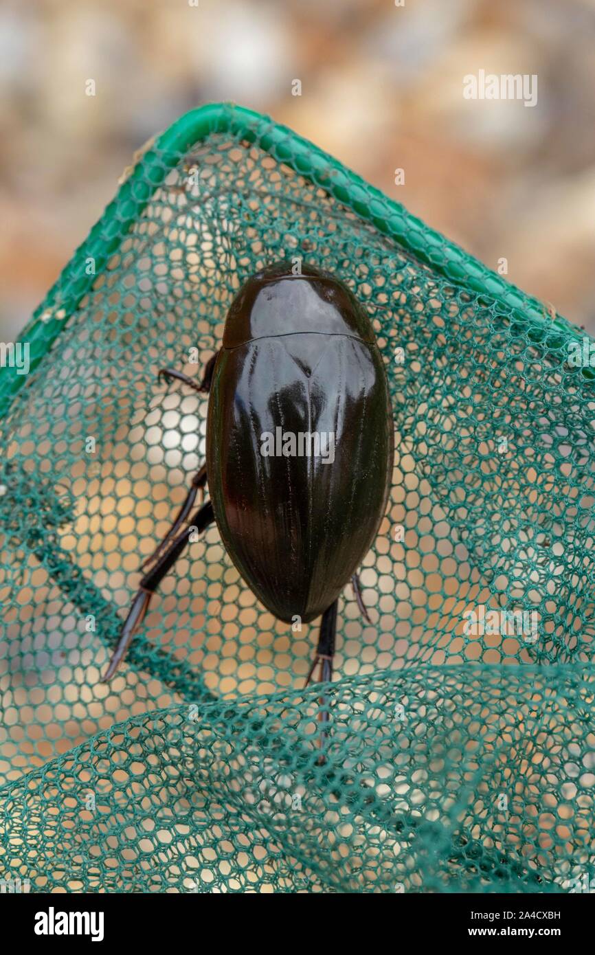 Insects identification hi-res stock photography and images - Alamy