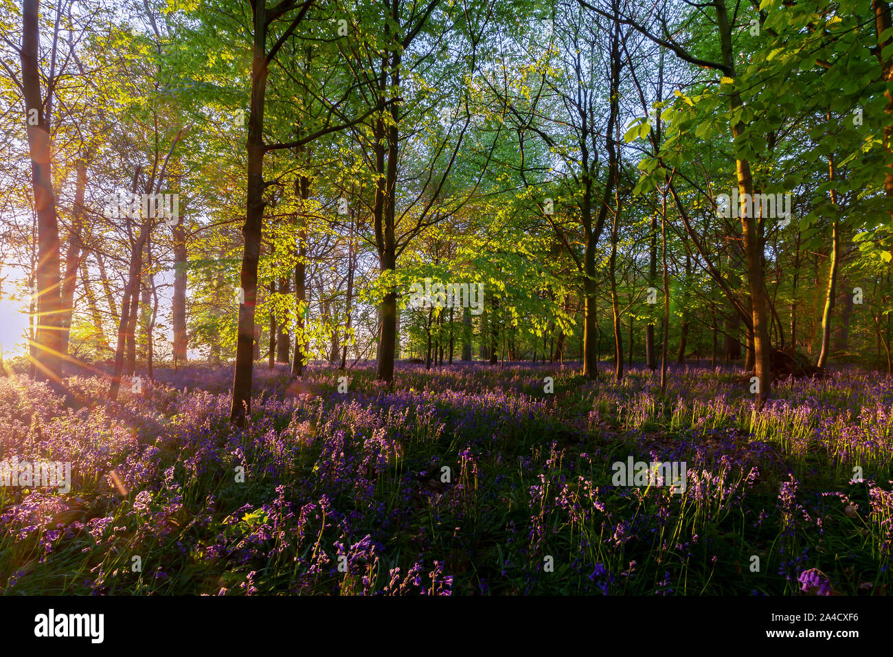 Bluebells in spring woodland with early dawn sunrise. Natural English ...