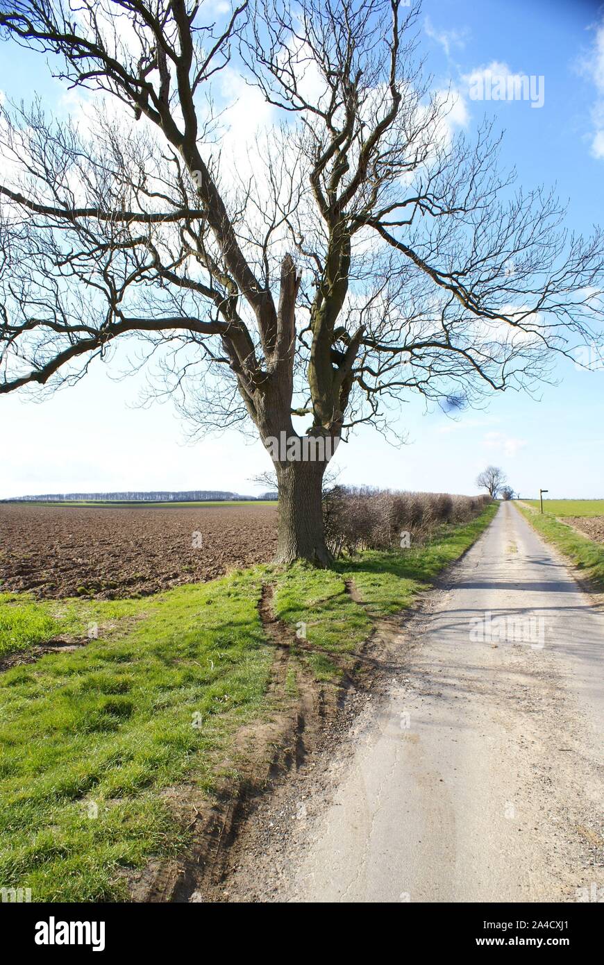 car crash into tree, accident blackspot Stock Photo - Alamy