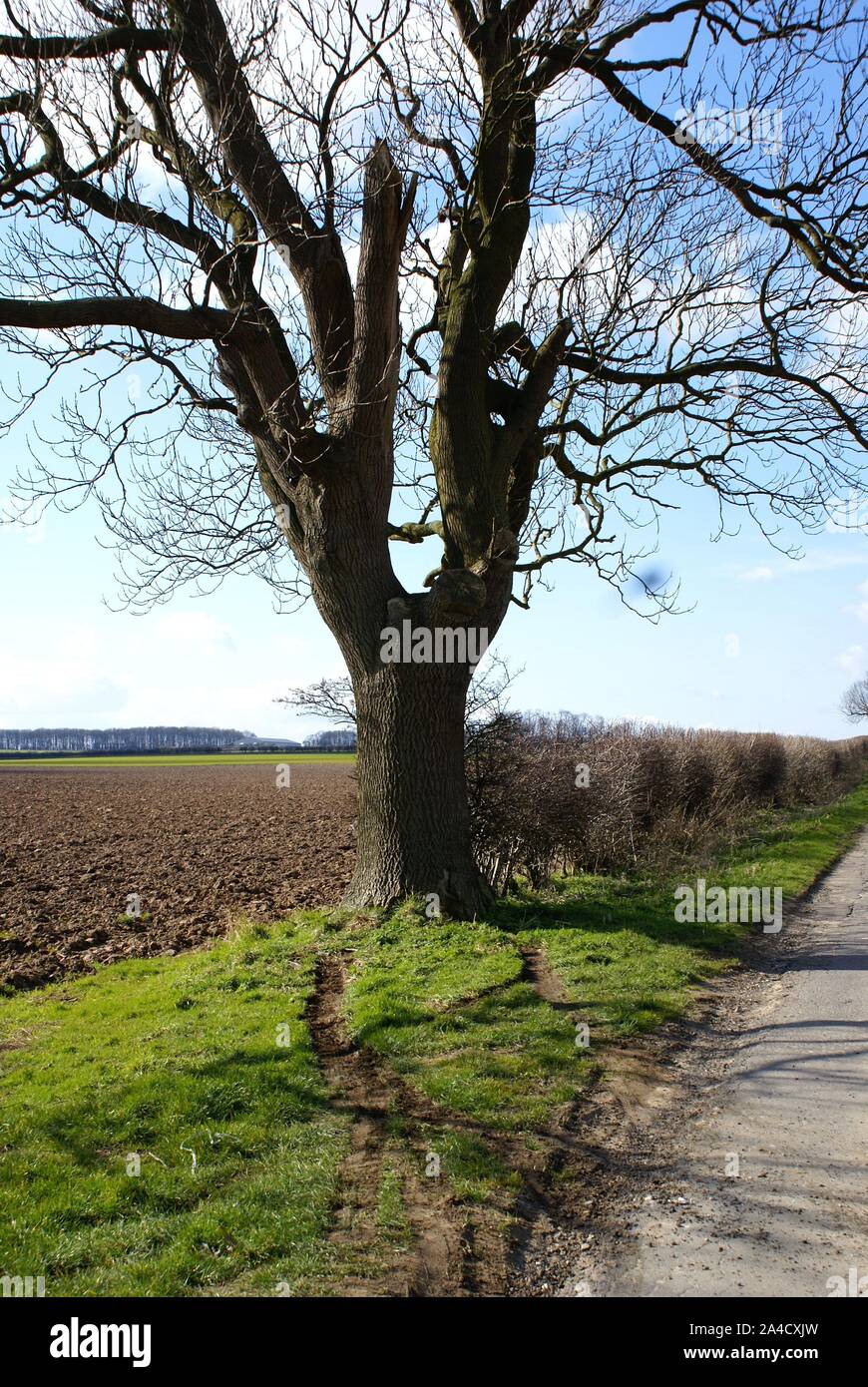 car crash into tree, accident blackspot Stock Photo - Alamy