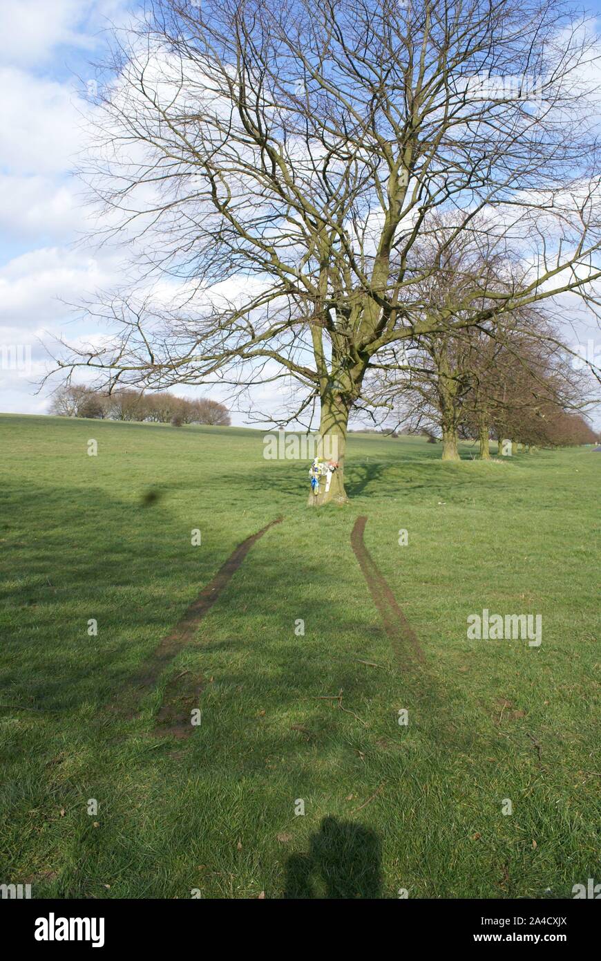 car crash into tree, accident blackspot Stock Photo - Alamy