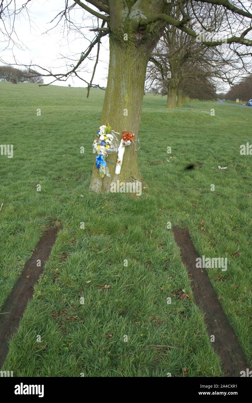 Car crushed tree hi-res stock photography and images - Alamy