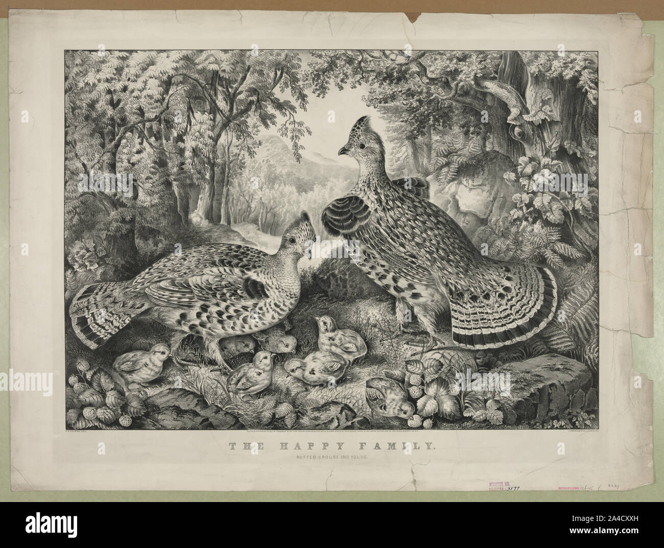 Ruffed Grouse Family High Resolution Stock Photography and Images - Alamy