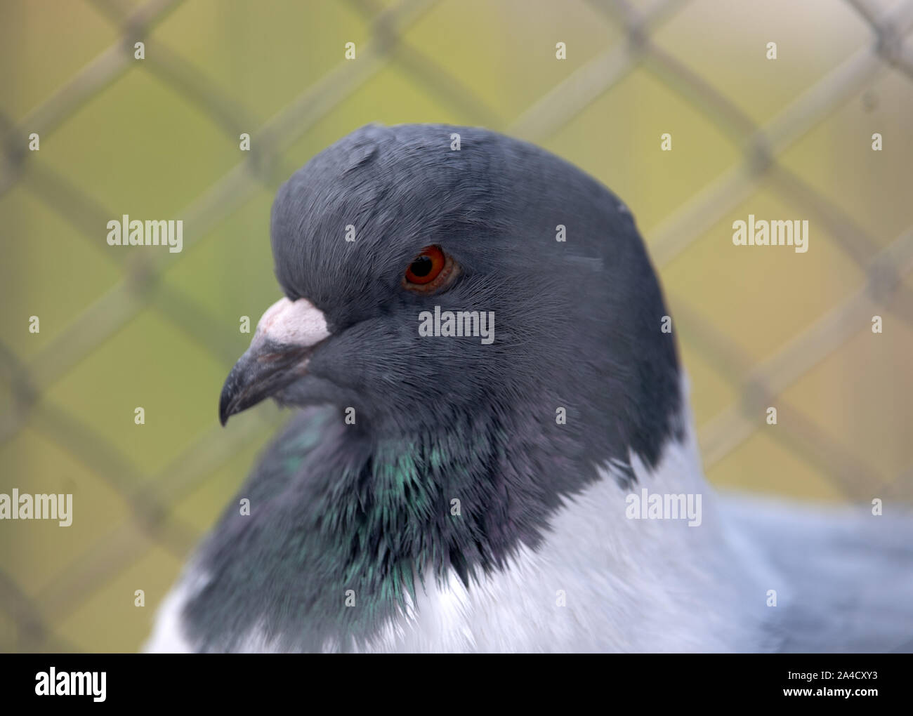 Strasser pigeon hi-res stock photography and images - Alamy