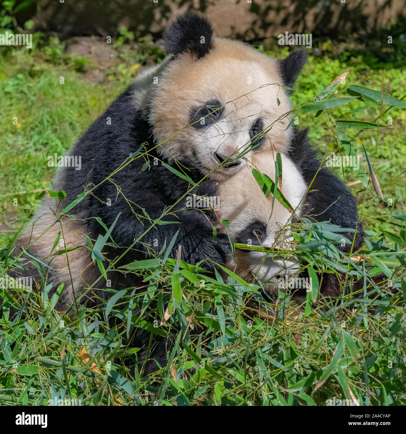 Giant pandas, bear pandas, the mother and her son together Stock Photo ...