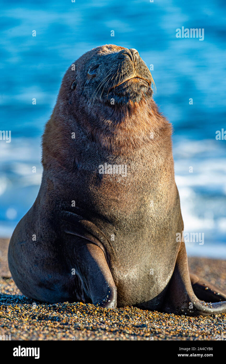 patagonia sea lion portrait seal on the beach Stock Photo - Alamy