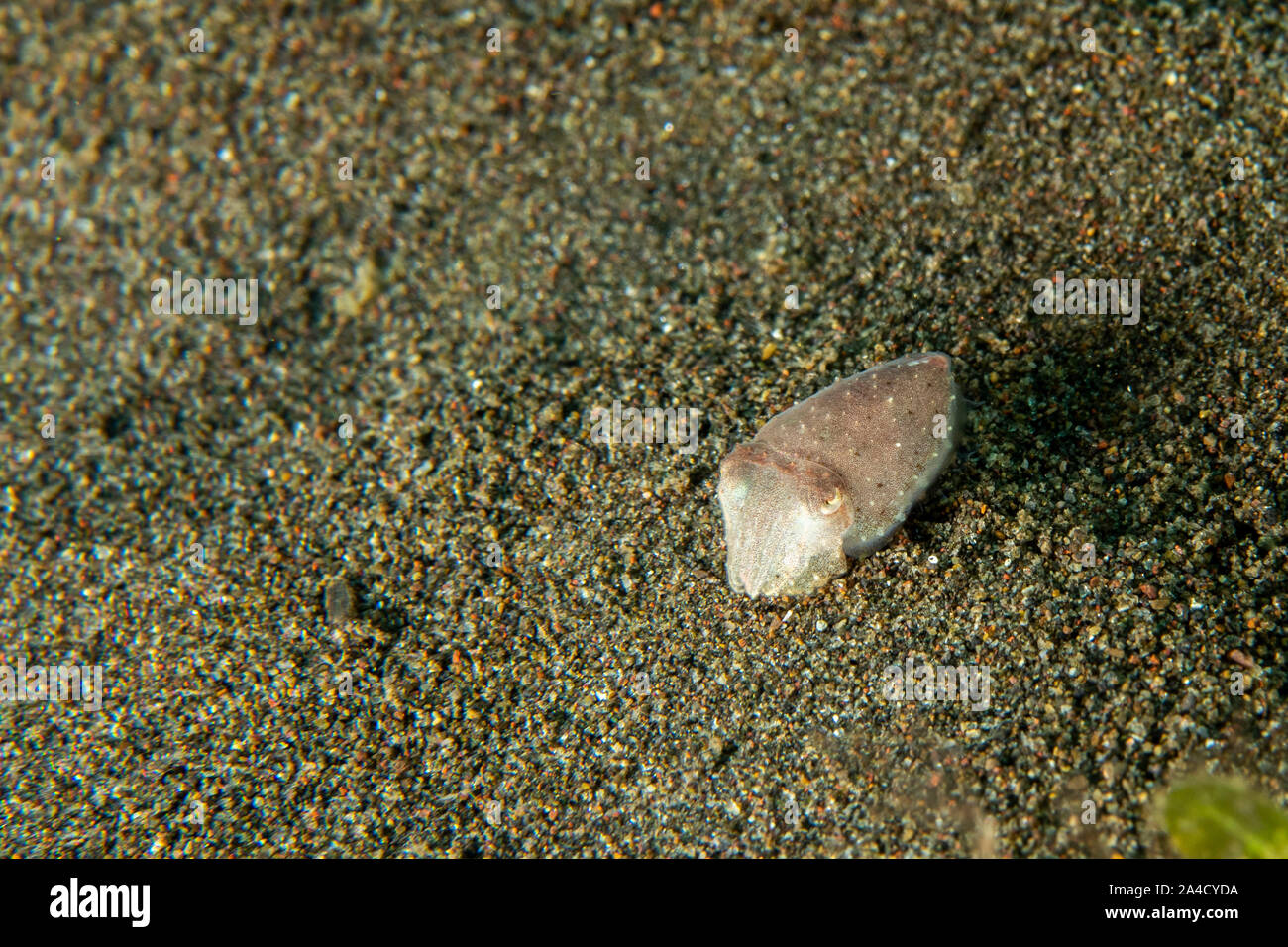 Baby newborn cuttlefish egg macro close up detail Stock Photo - Alamy