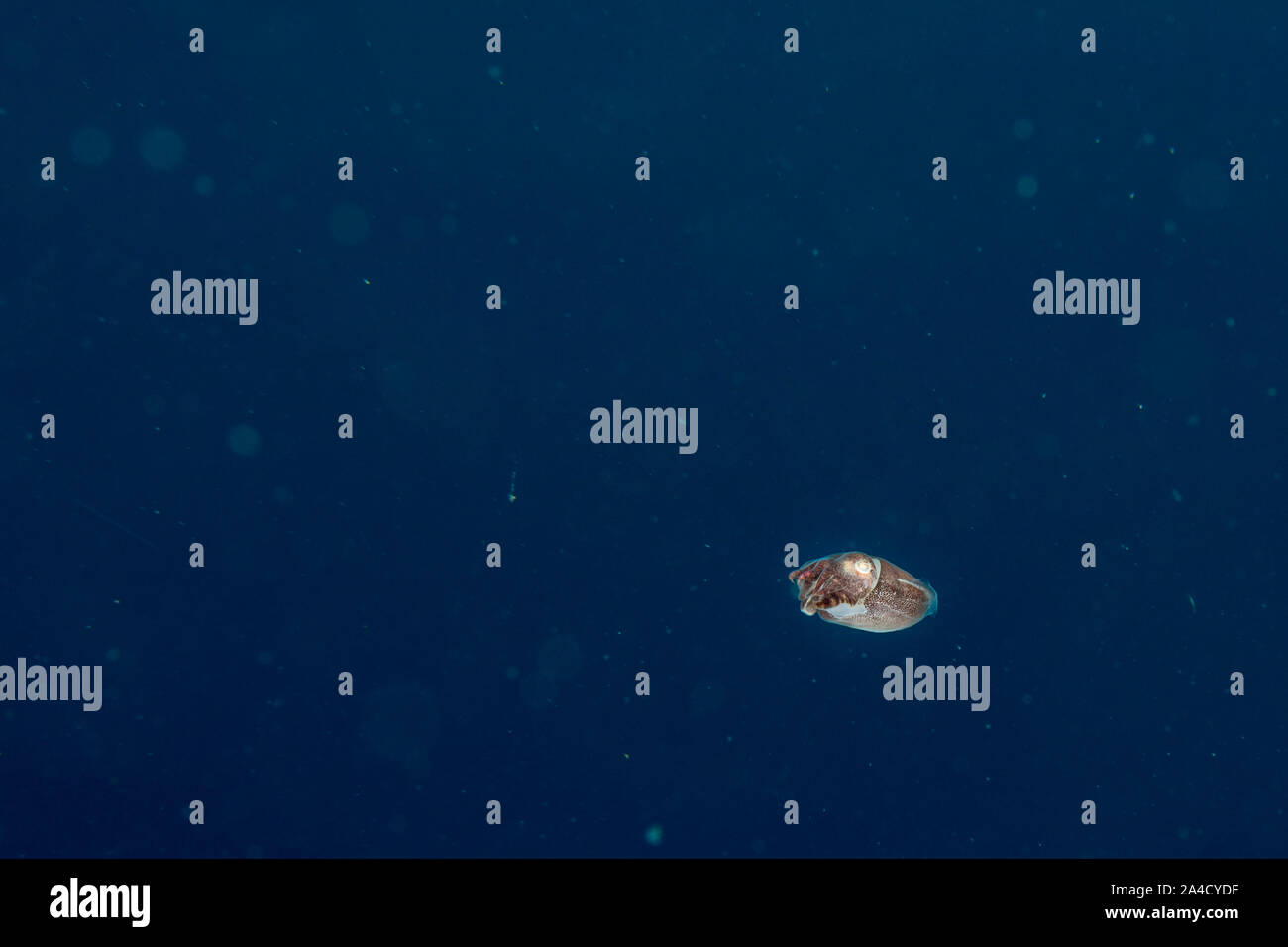 Baby flamboyant cuttlefish hi-res stock photography and images - Alamy