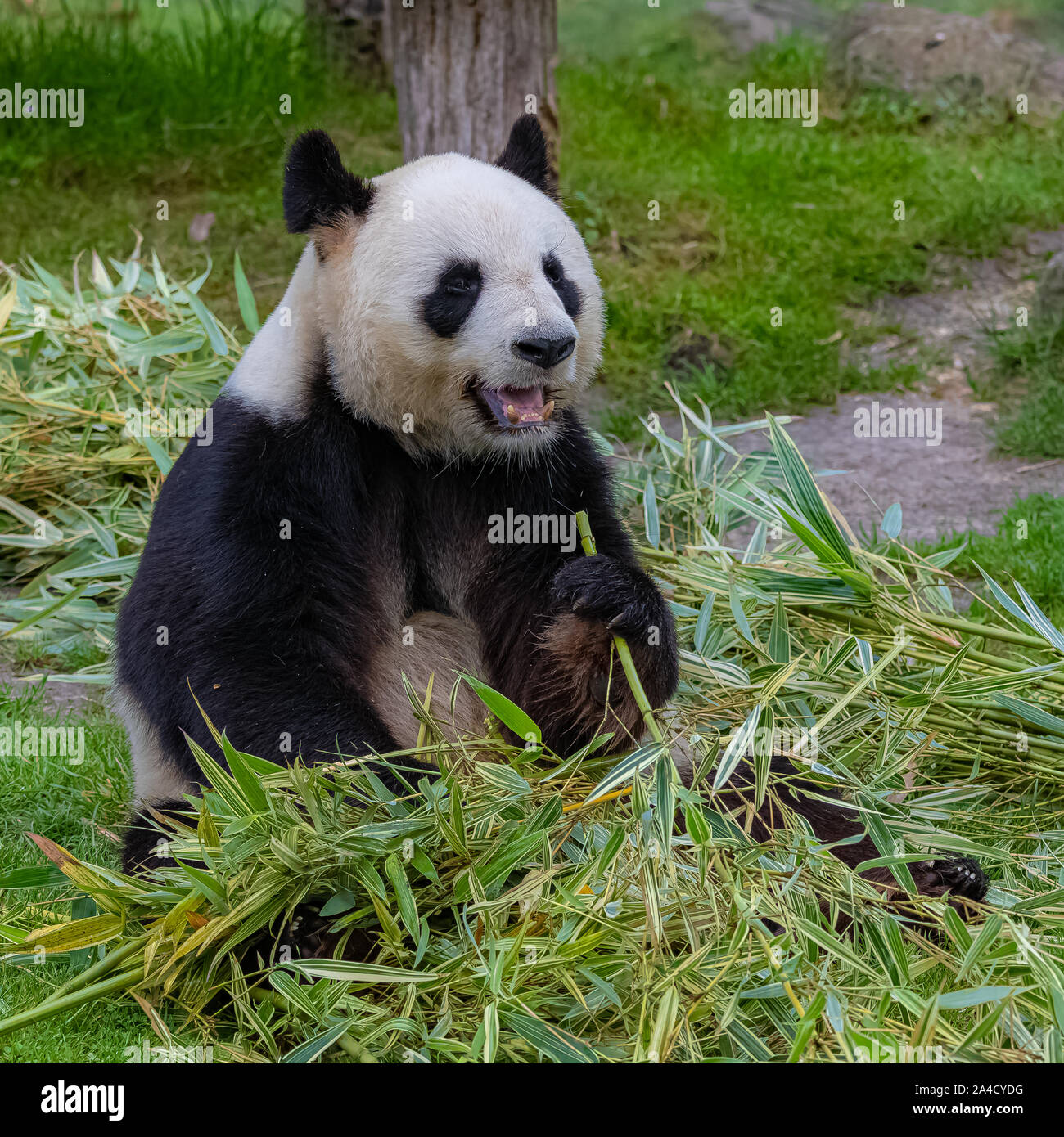 Giant panda, bear panda eating bamboo sitting in the grass, funny face ...