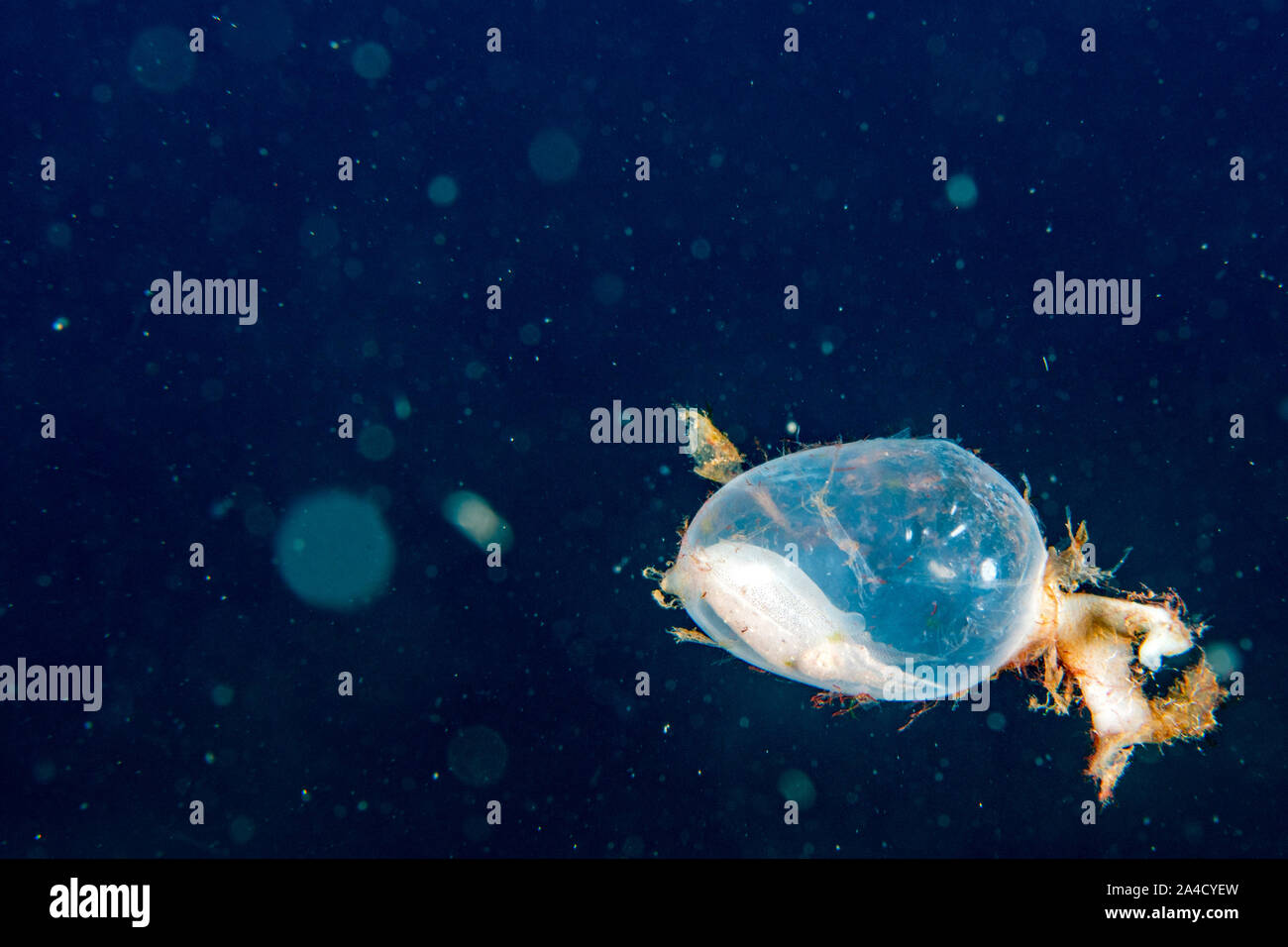 Baby newborn cuttlefish egg macro close up detail Stock Photo - Alamy
