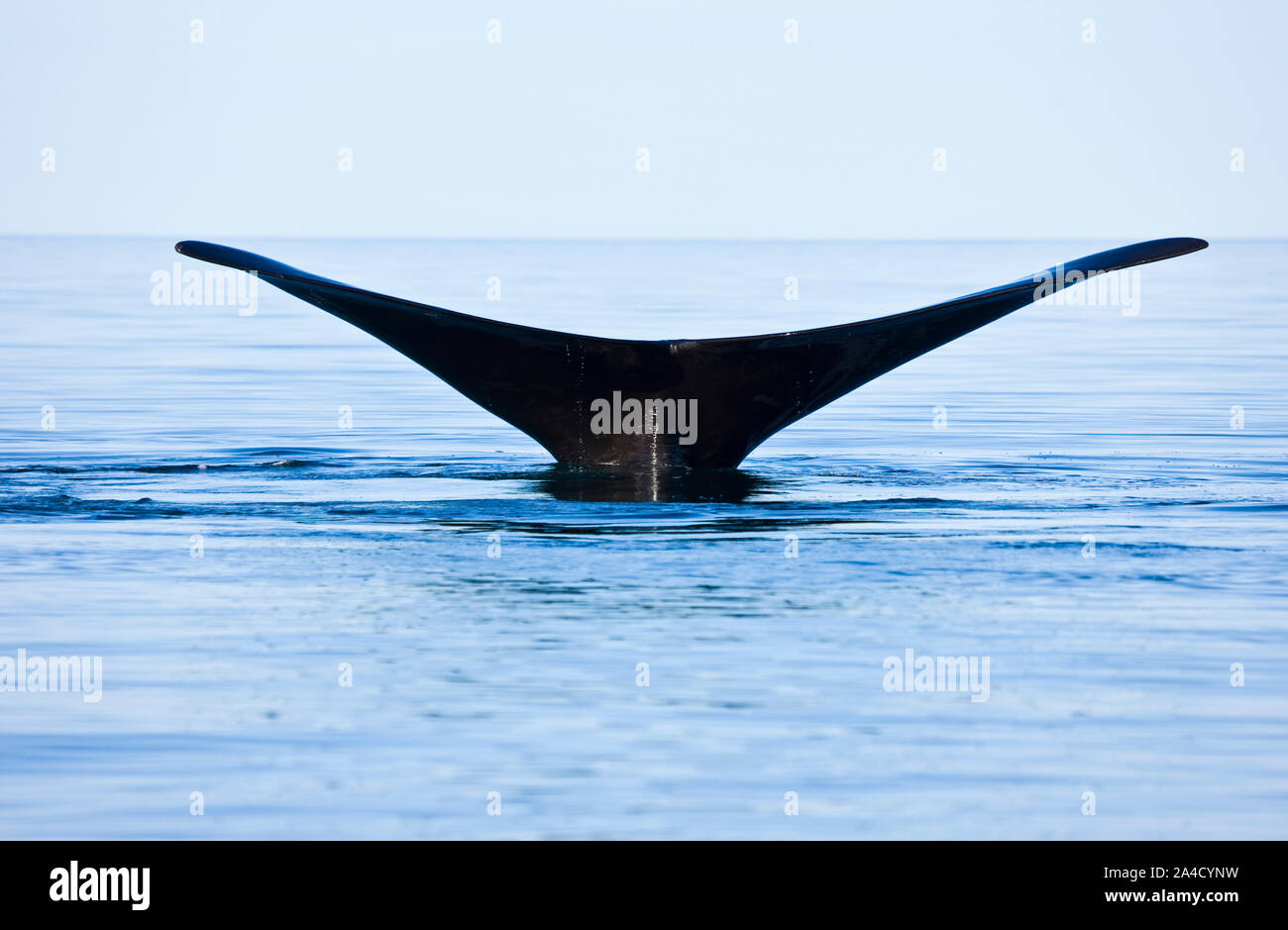 Ballena franca austral o meridional (Euabalaena australis),, Peninsula ...