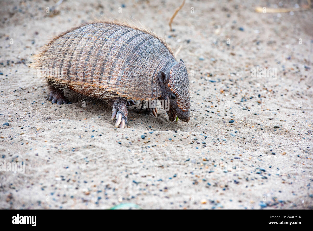 Armadillo face close up hi-res stock photography and images - Alamy