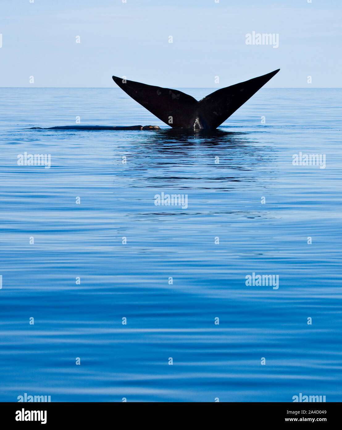 Ballena franca austral o meridional (Euabalaena australis),, Peninsula ...