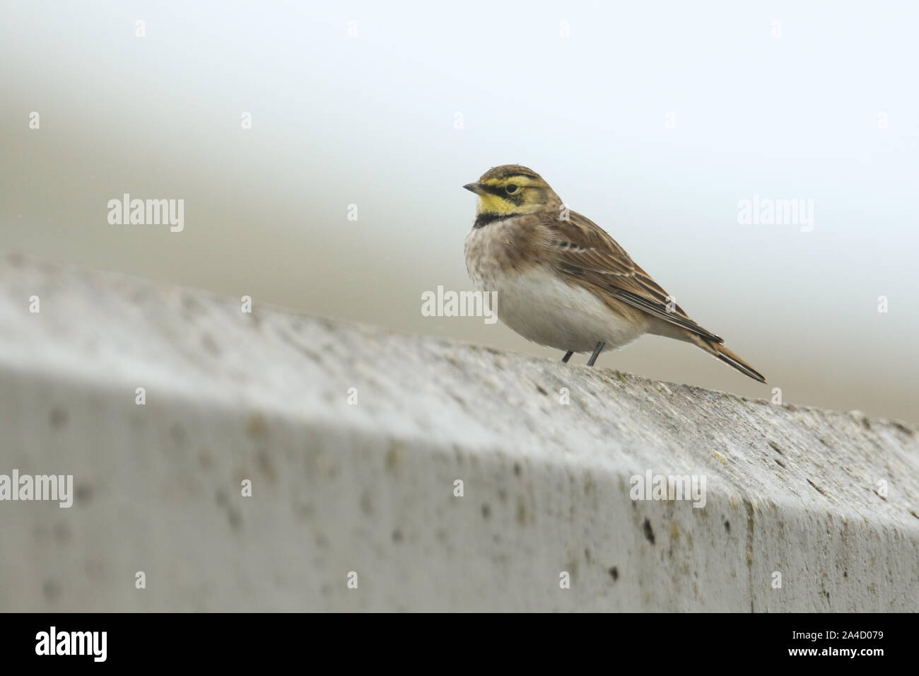 Sea lark hi-res stock photography and images - Alamy