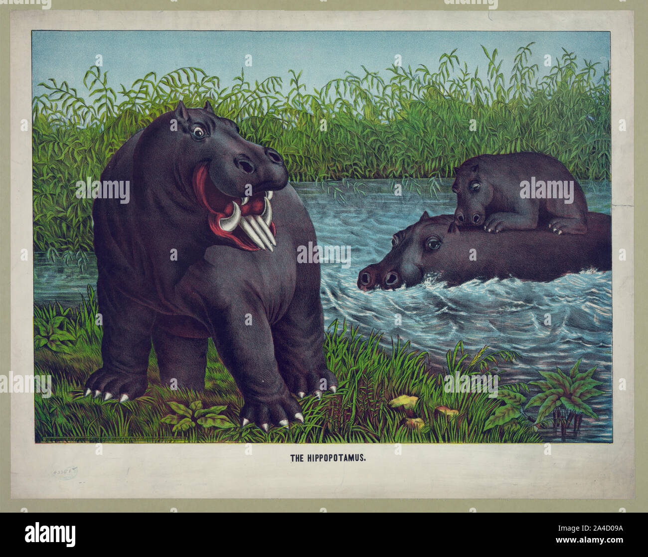 The hippototamus Stock Photo - Alamy