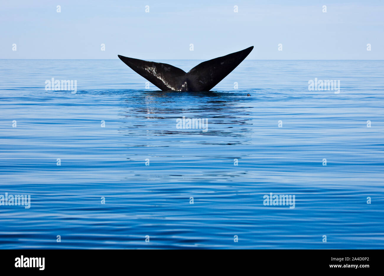 Ballena franca austral o meridional (Euabalaena australis),, Peninsula ...