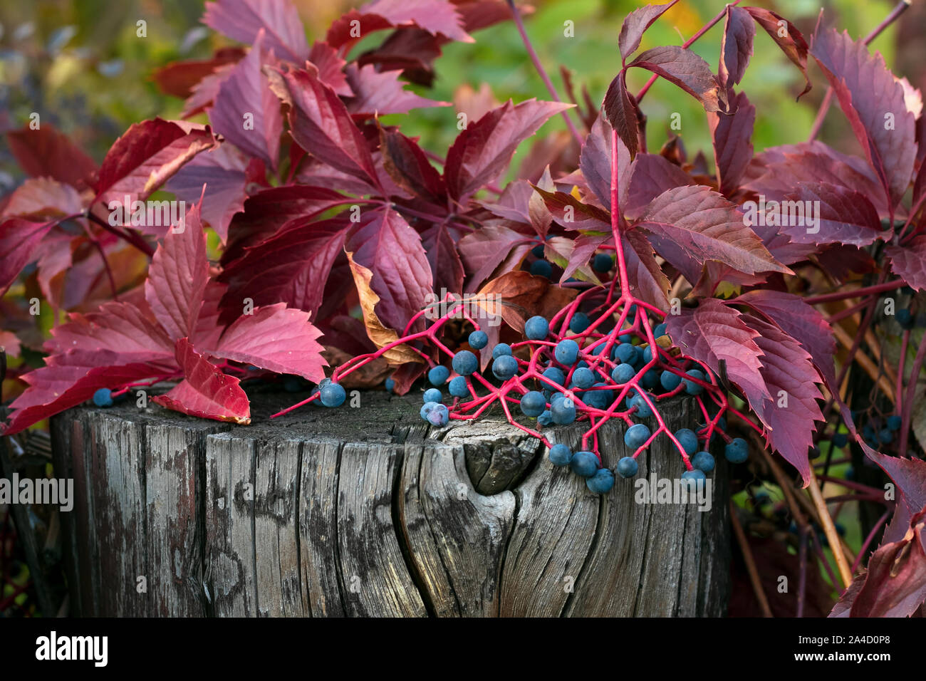 Fall grape leaves and vines hi-res stock photography and images - Alamy