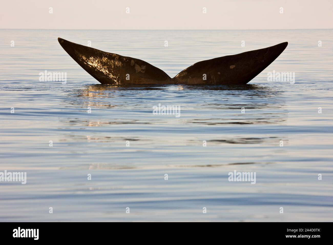 Ballena franca austral o meridional (Euabalaena australis),, Peninsula ...