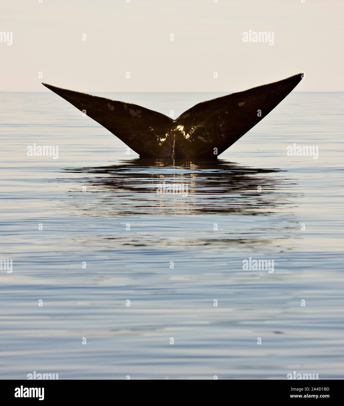 Ballena franca austral o meridional (Euabalaena australis),, Peninsula ...