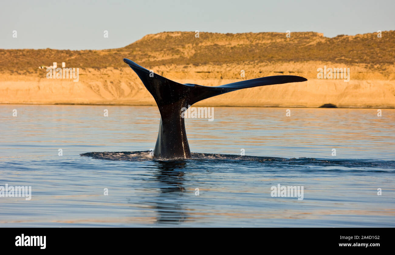 Ballena franca austral o meridional (Euabalaena australis),, Peninsula ...