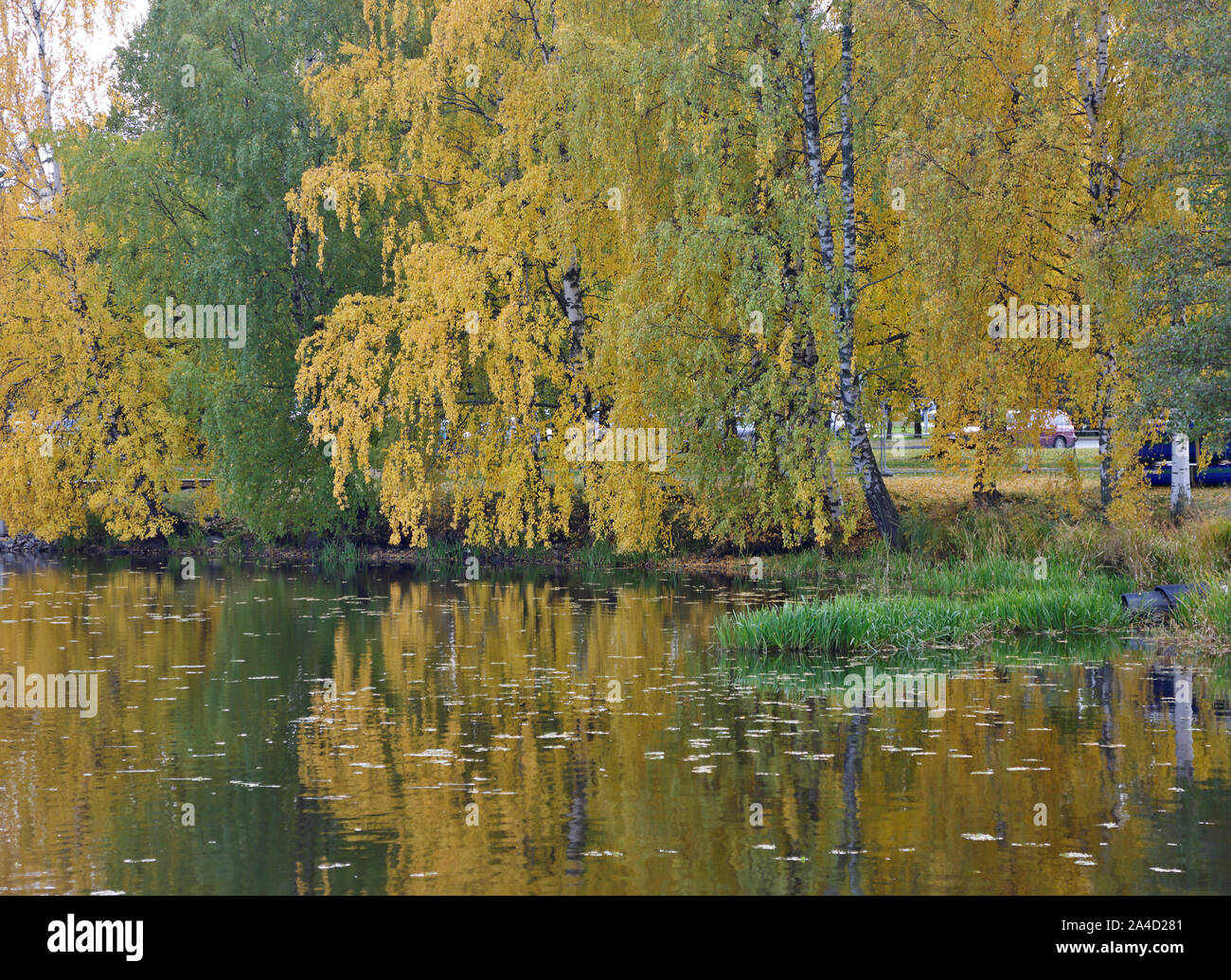 Tree branches hanging over water hi-res stock photography and images ...