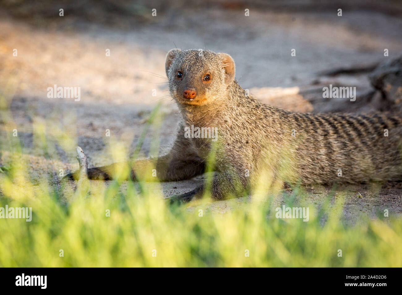 Banded mongoose (Mungos mungo) lying in the grass and looking into the ...