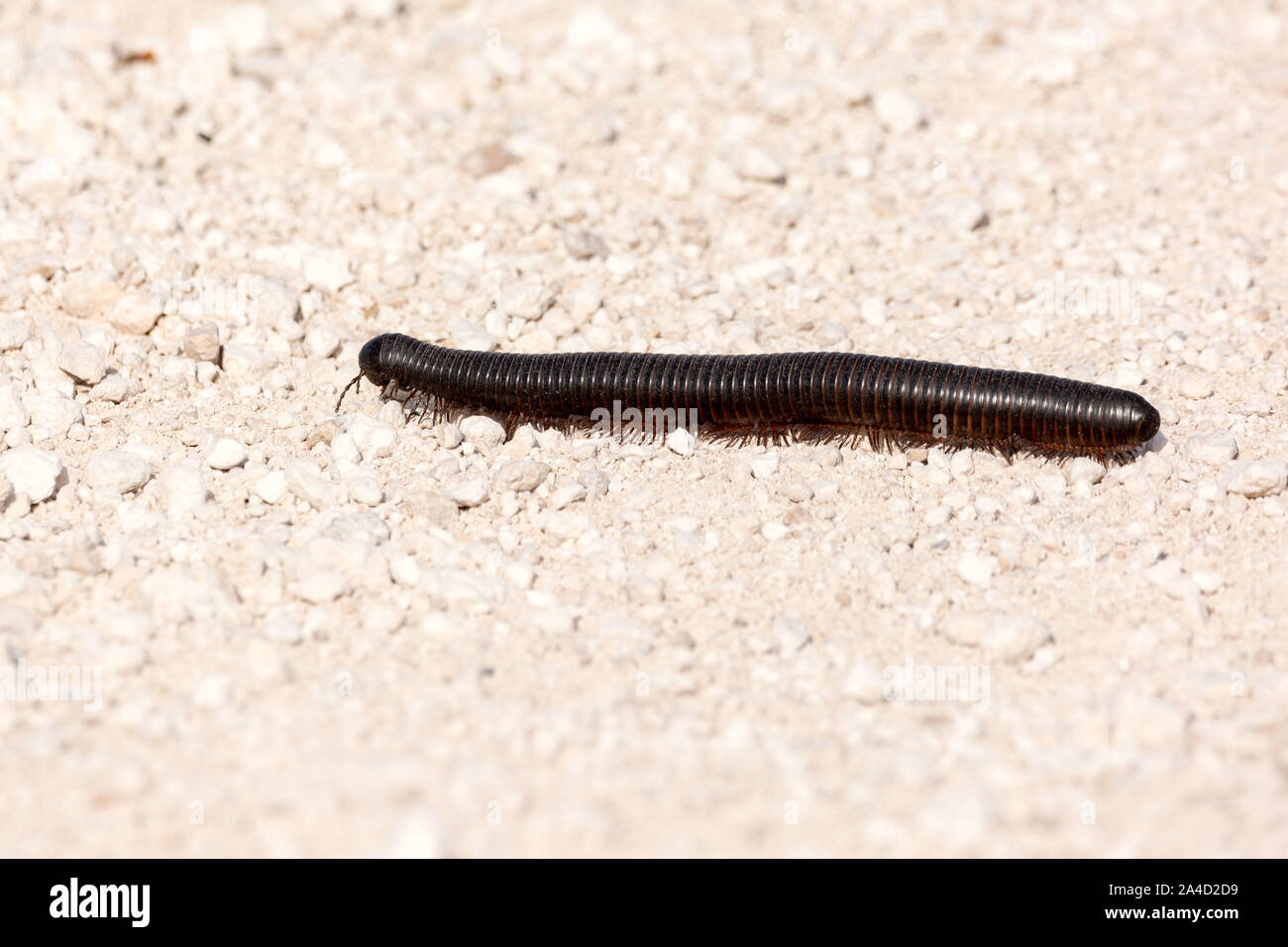 A centipede (Archispirostreptus gigas) crossing a gravel road, Etosha ...