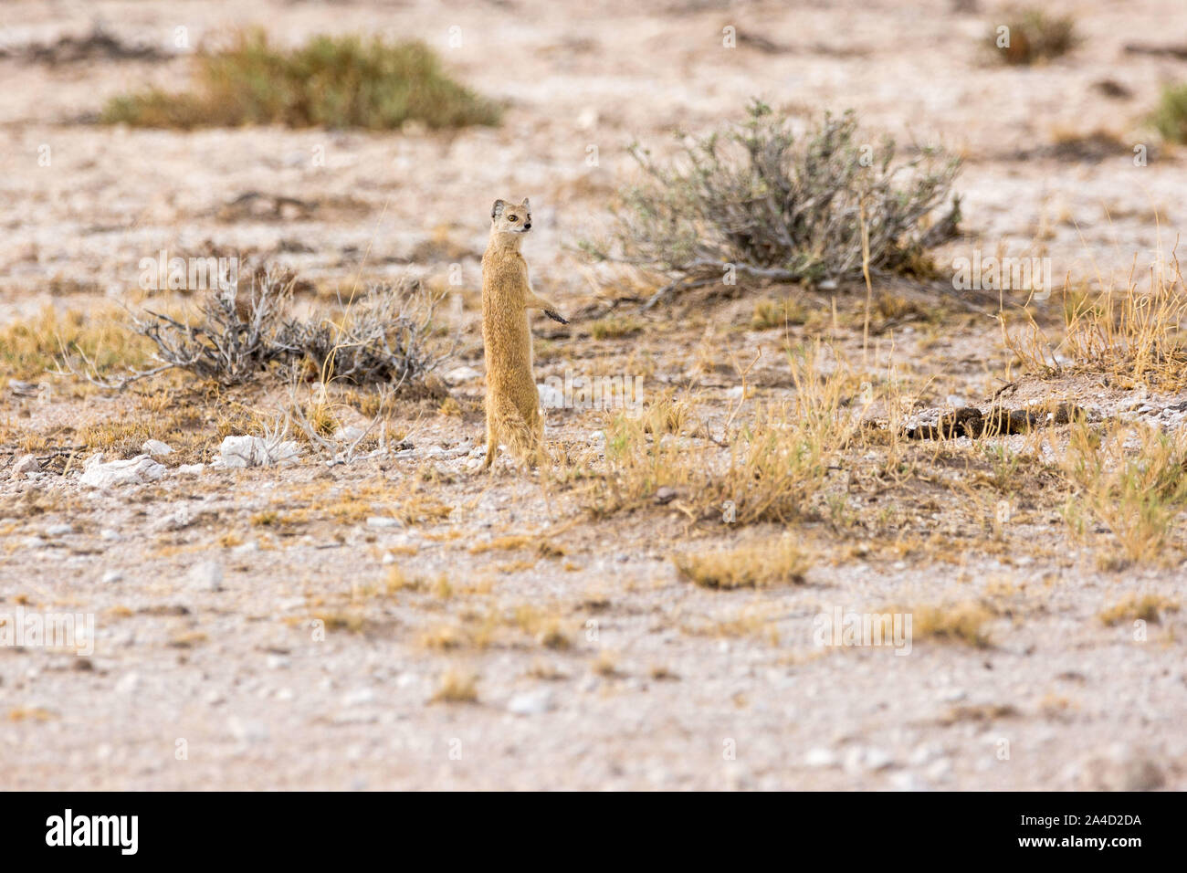 Fox Mongoose High Resolution Stock Photography and Images - Alamy