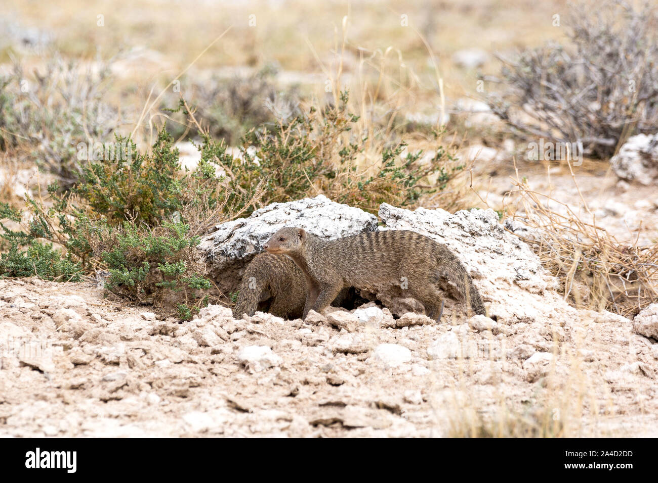 Cave namibia hi-res stock photography and images - Alamy