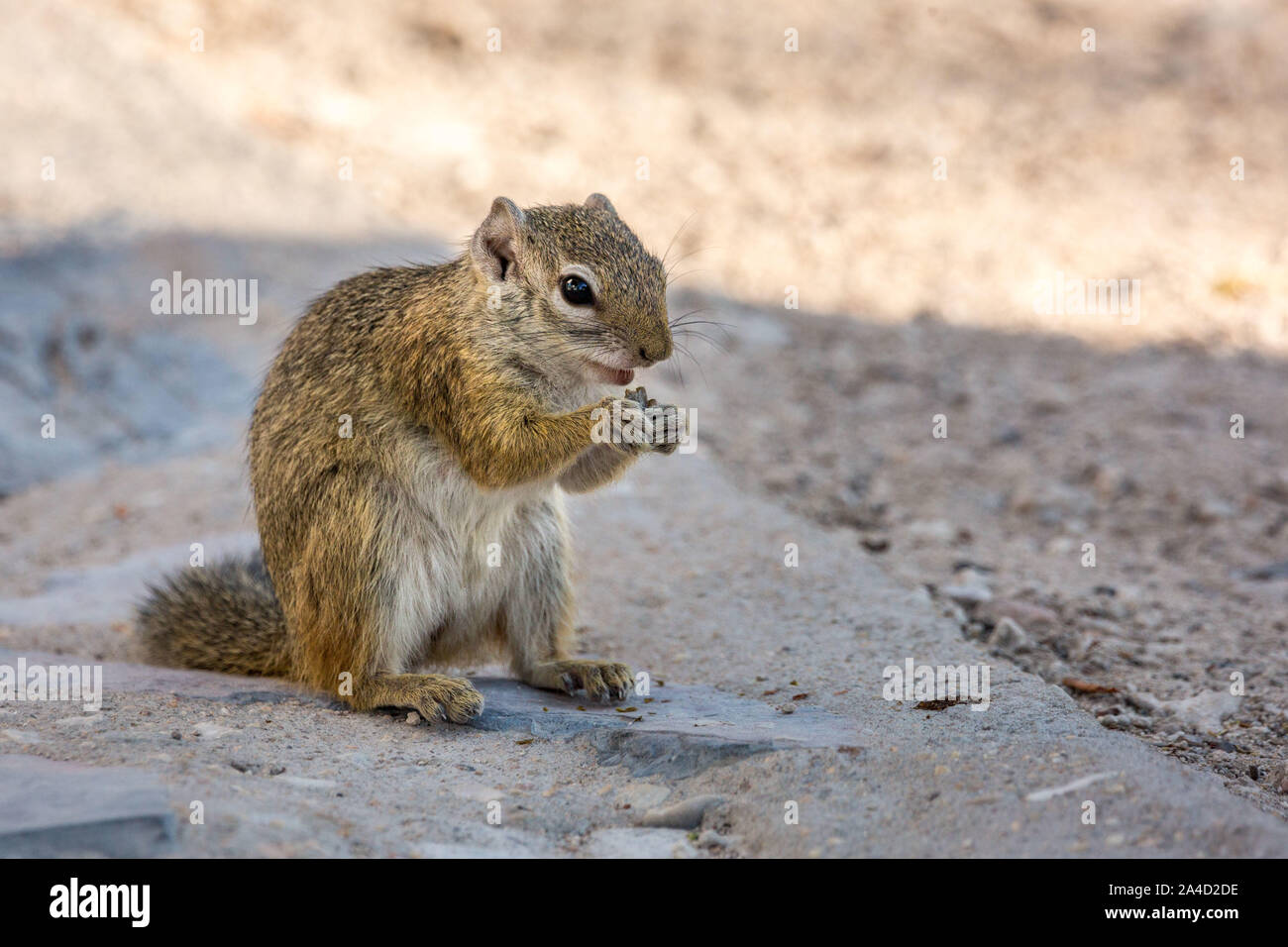 Squirrel feet hi-res stock photography and images - Alamy