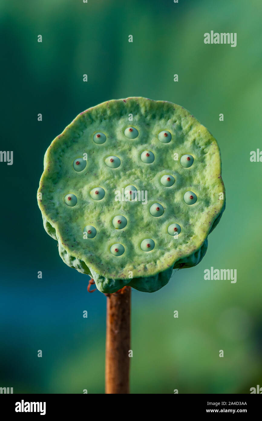 Lotus seed pod hi-res stock photography and images - Alamy