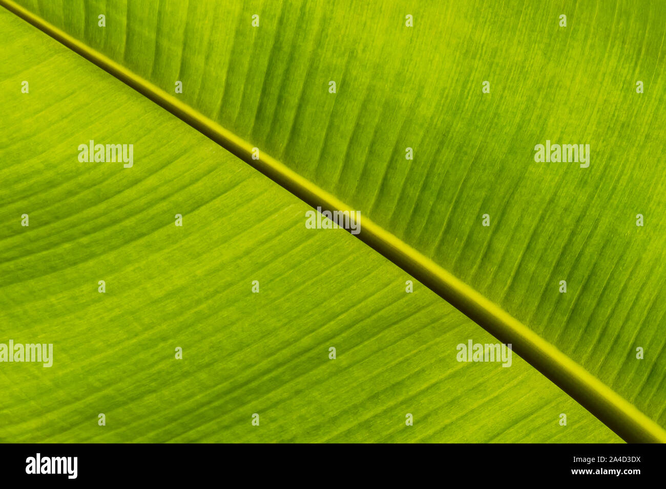 Texture of banana leaf in diagonal direction for background Stock Photo ...