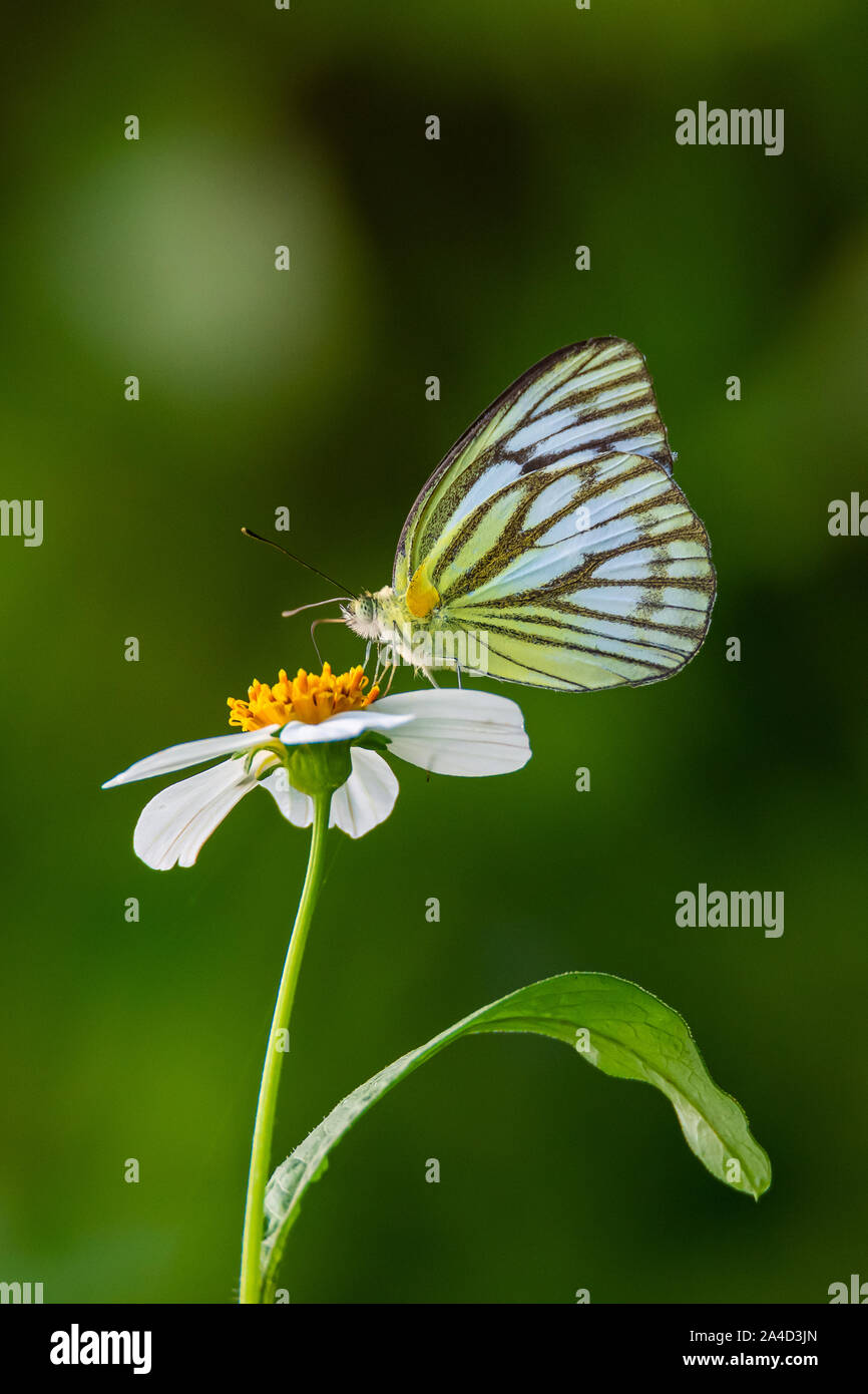Common Gull butterfly using its probostic to drink nectar from little ...