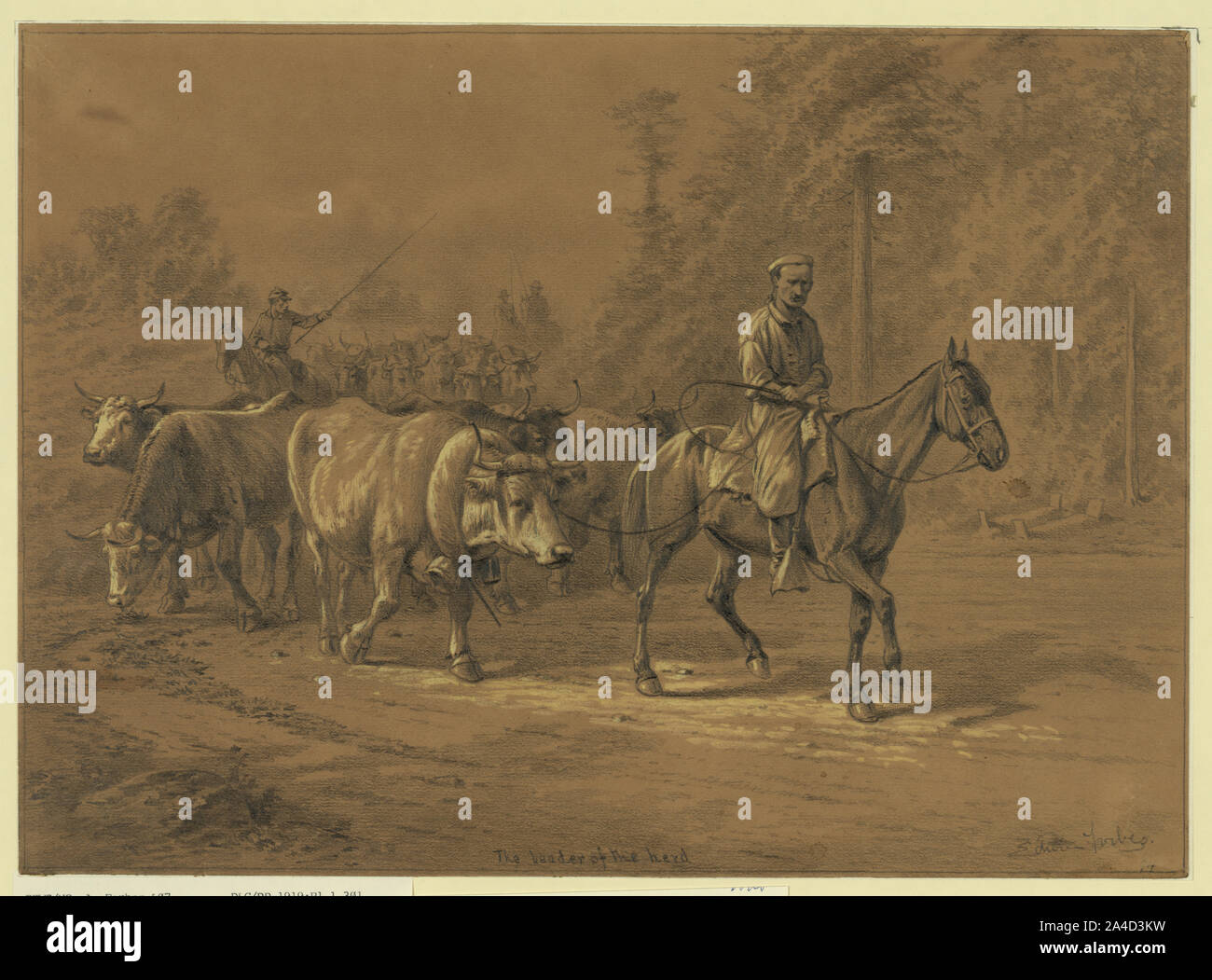 The leader of the herd Stock Photo - Alamy