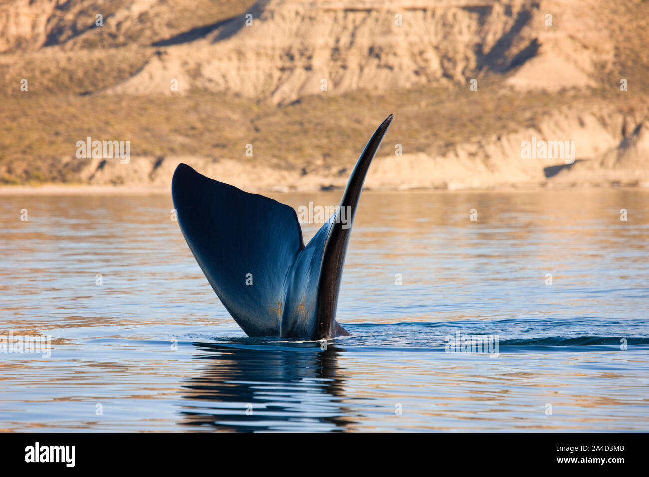 Ballena franca austral o meridional (Euabalaena australis),, Peninsula ...