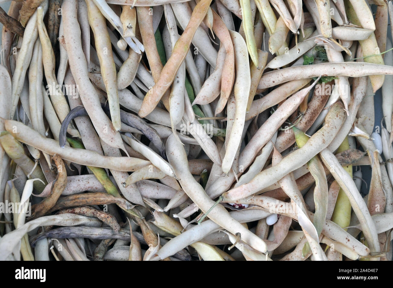 Bean husk hi-res stock photography and images - Alamy