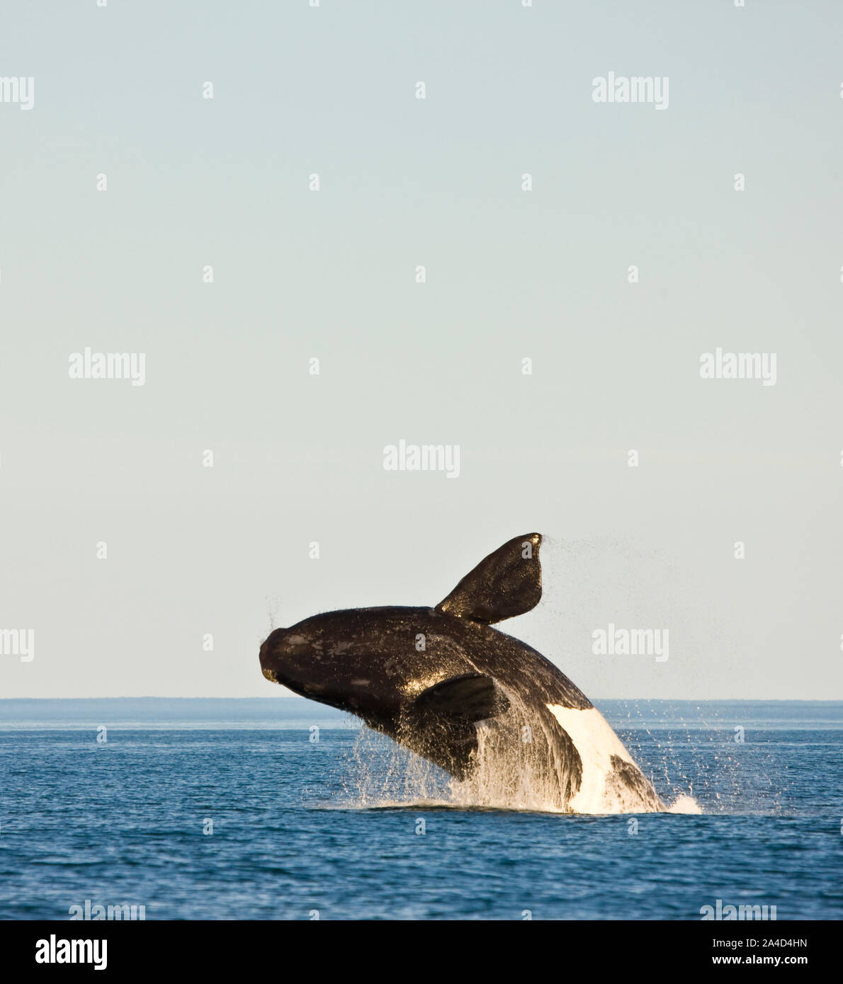 Ballena franca austral o meridional (Euabalaena australis),, Peninsula ...