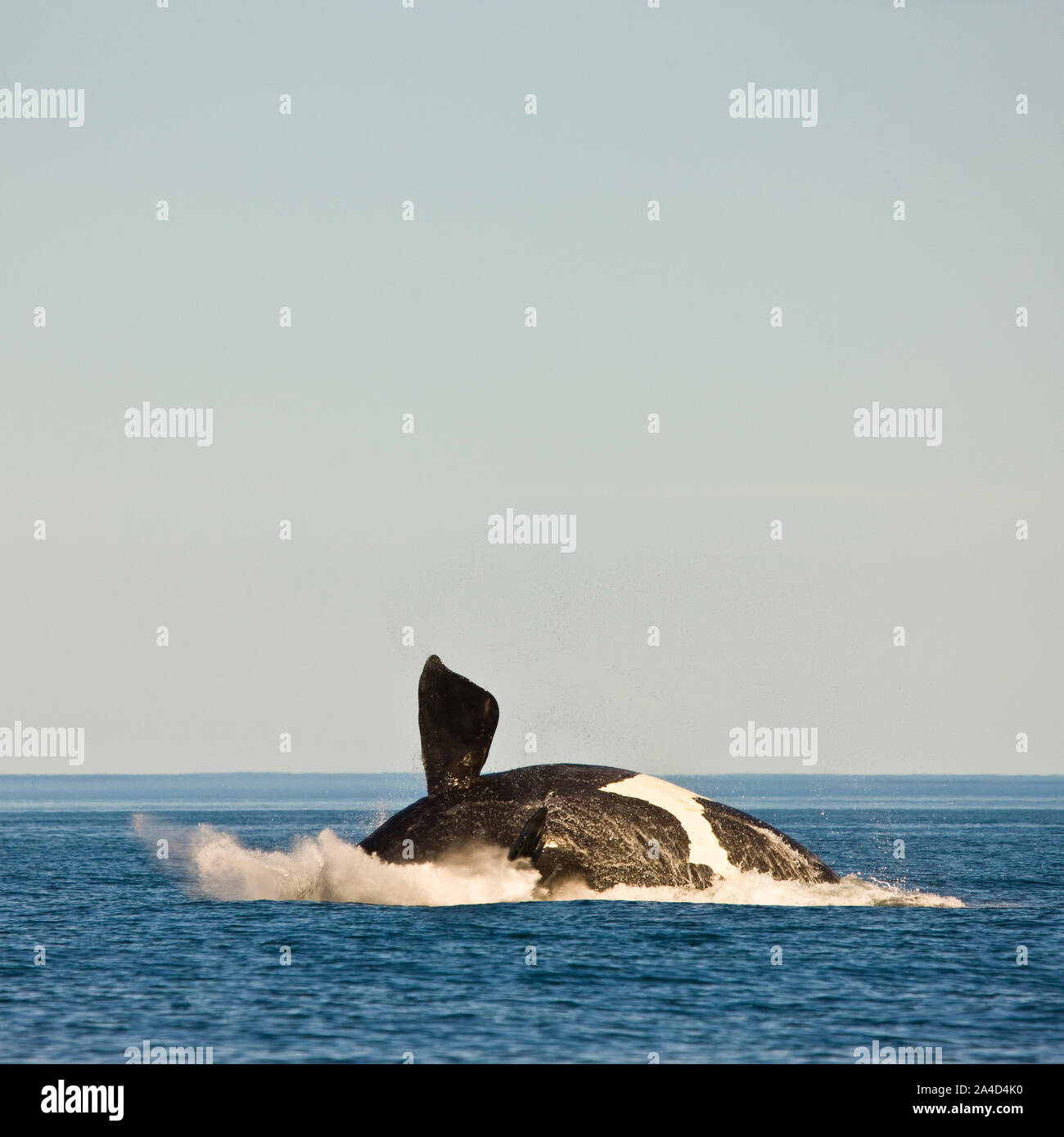 Ballena franca austral o meridional (Euabalaena australis),, Peninsula ...