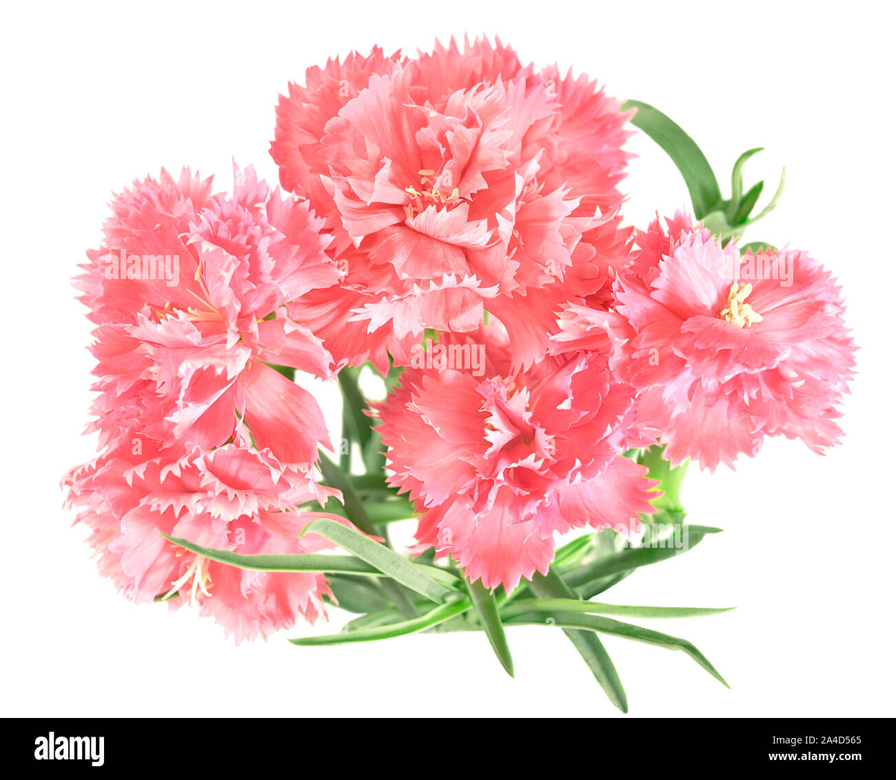 Flower posy of pink carnations bouquet isolated on white background ...