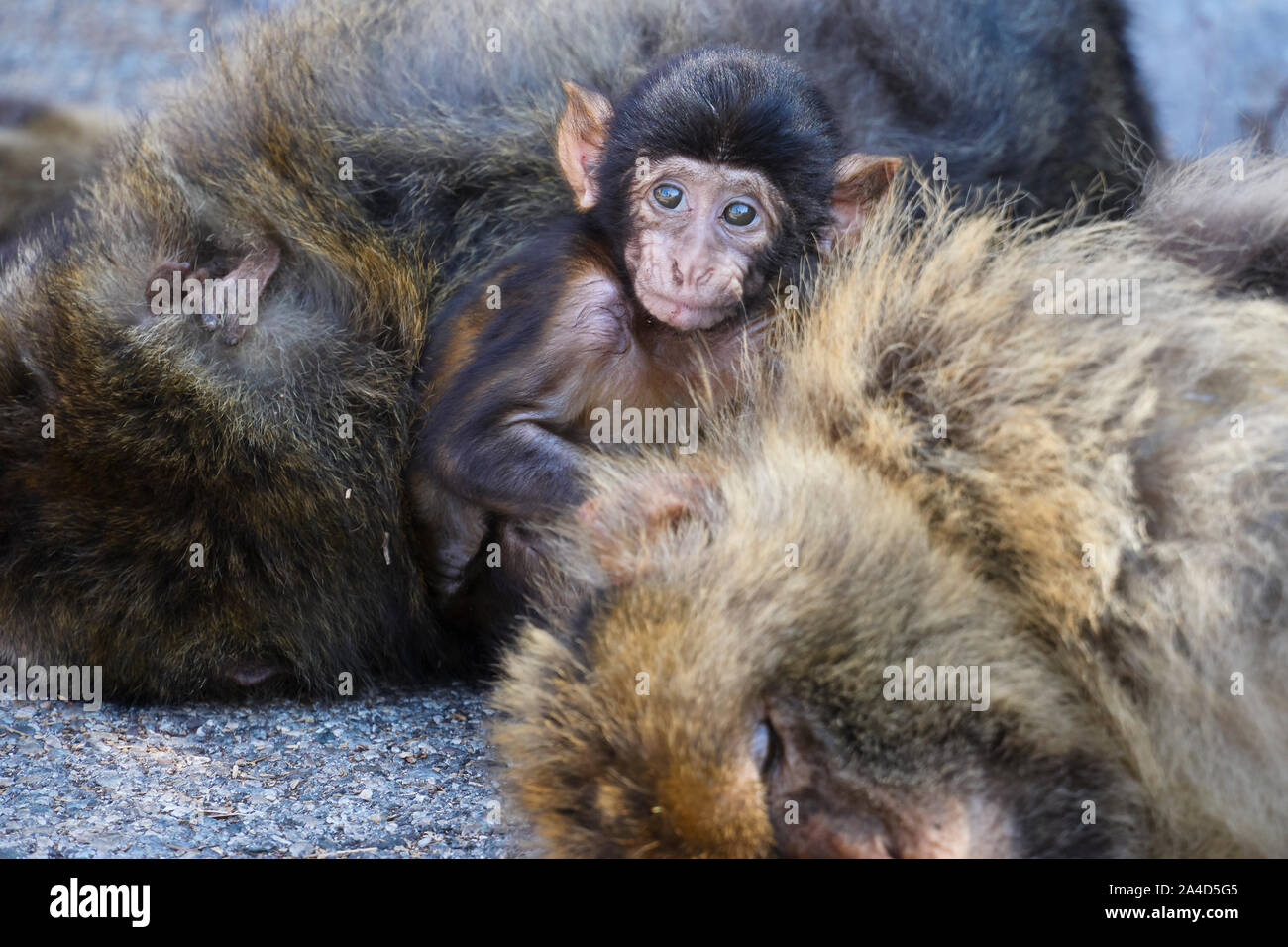 Macaques in the Rock of Gibraltar. British Territory Stock Photo - Alamy