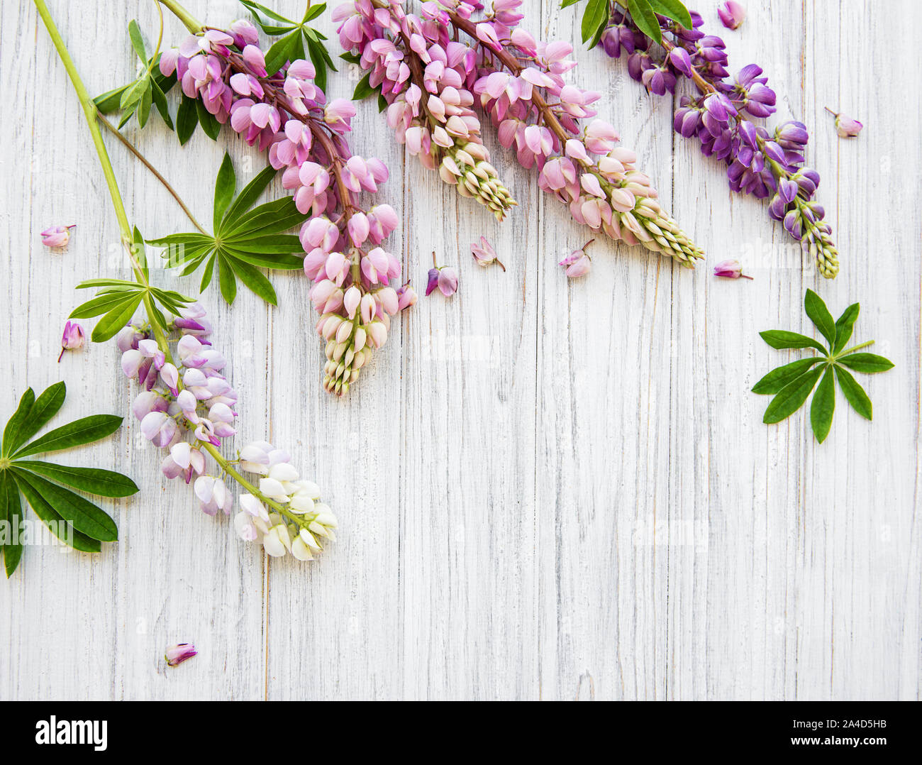 Pink lupine flowers border on a old wooden background Stock Photo - Alamy