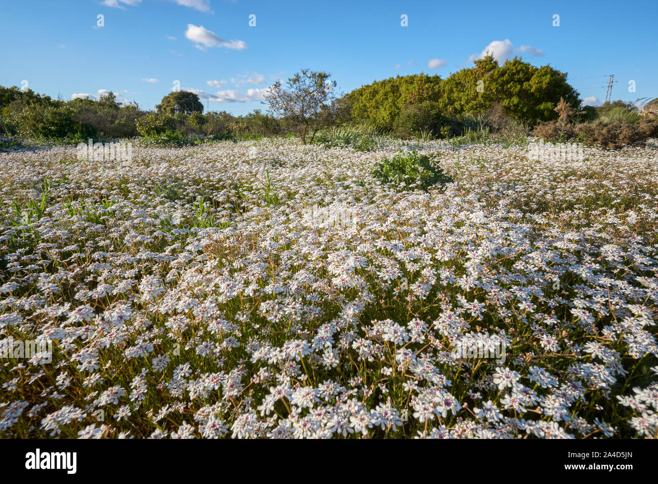 Spring in Andalusia, field of flowers. Malaga, Spain Stock Photo - Alamy