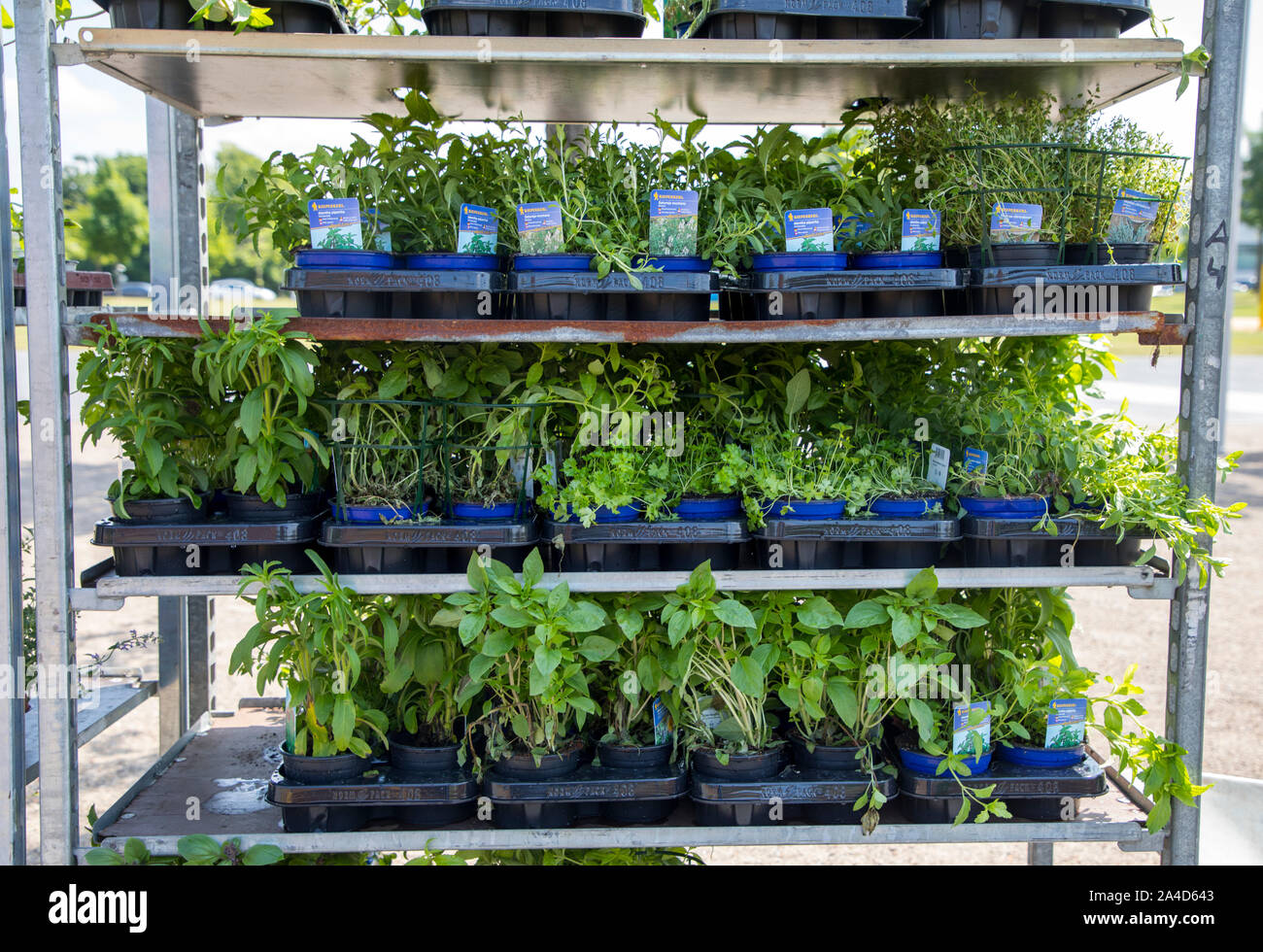 various perennial plants, young plants for direct planting in the ...