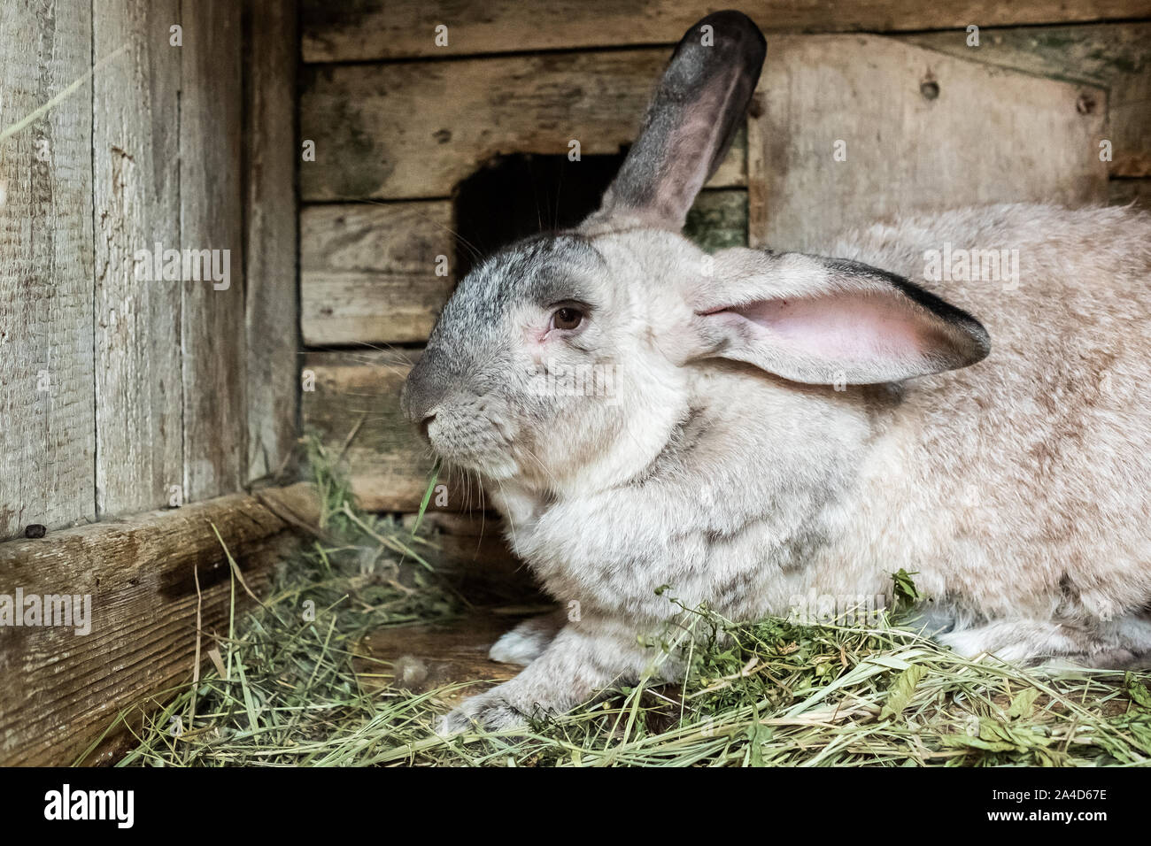 Old rabbit in the cage. Growing domestic rabbits in the garden. Wooden ...
