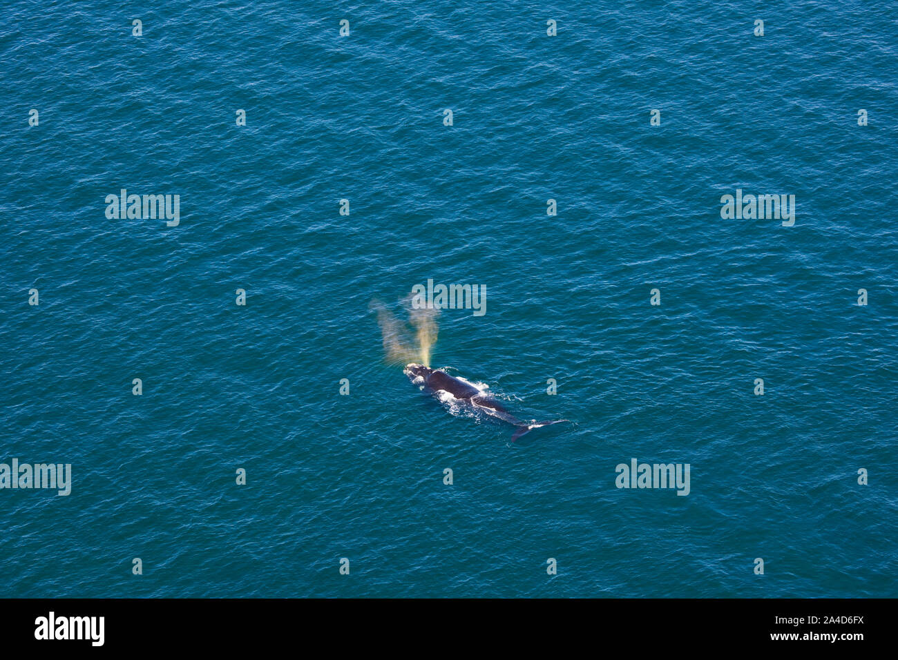 Ballena franca austral o meridional (Euabalaena australis),, Peninsula ...